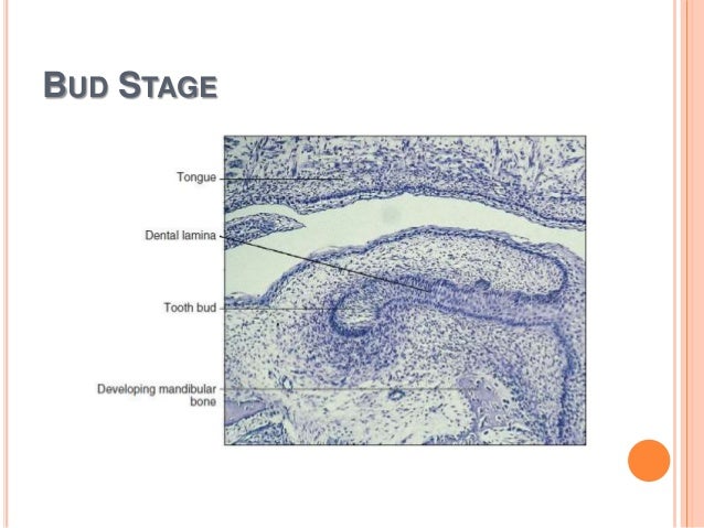 Tooth development part 2