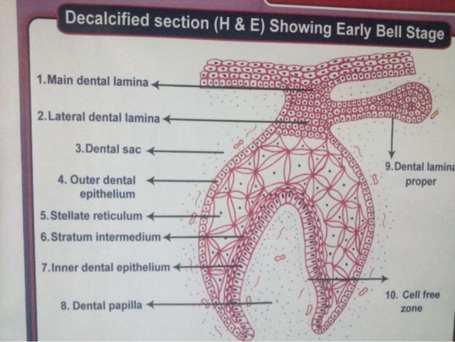 Tooth development part 2