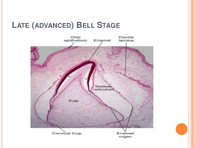 Tooth development part 2