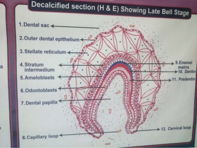 Tooth development part 2