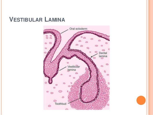 Tooth development part 2