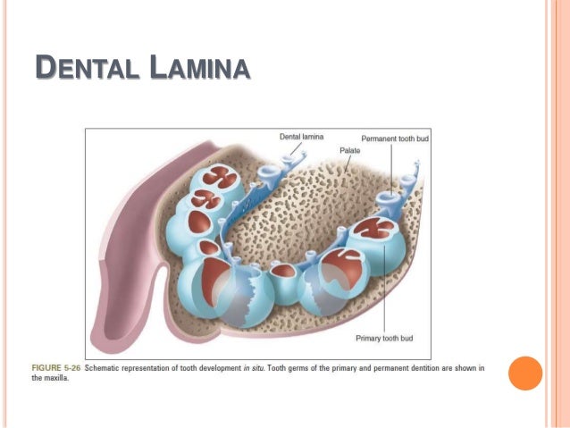 Tooth development part 2