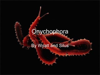 Onychophora | PPT