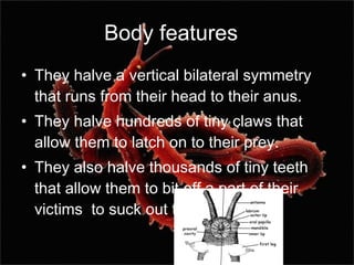 Onychophora | PPT