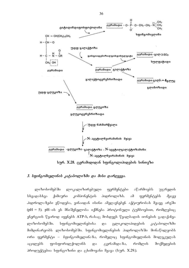 X - lipidebis metabolizmi | PDF