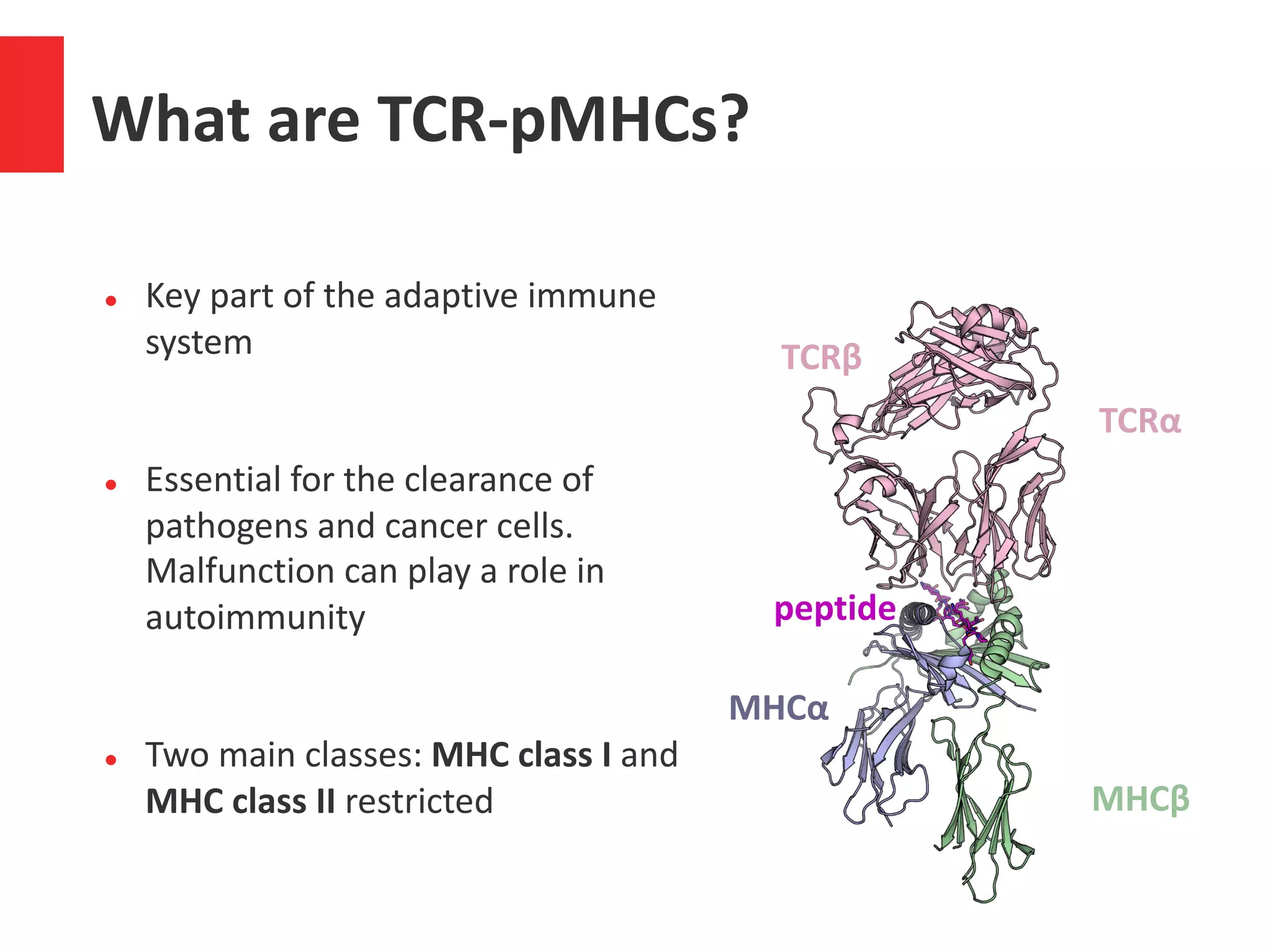 STACEI: a tool for STructural Analysis of TCRpEptide-MHC Interactions | PPT