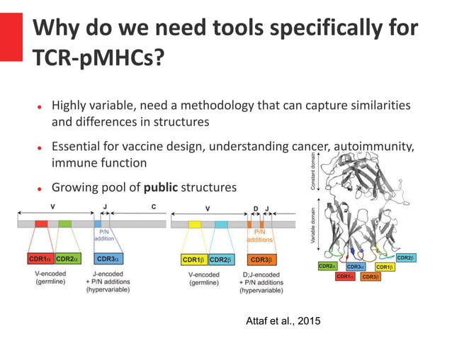 STACEI: a tool for STructural Analysis of TCRpEptide-MHC Interactions | PPT