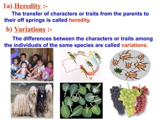 X-9-Heredity and evolution class 10.pptx
