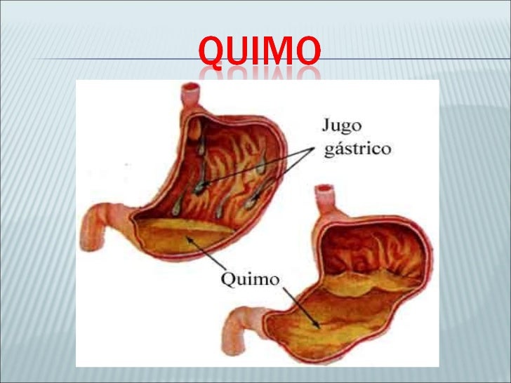 X. aparato digestivo