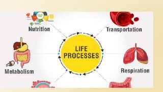 X biology ch-8 life processes | PPT