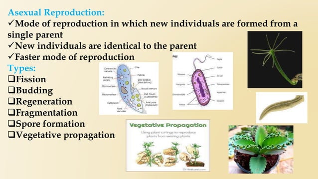 X biology ch-8 life processes | PPT