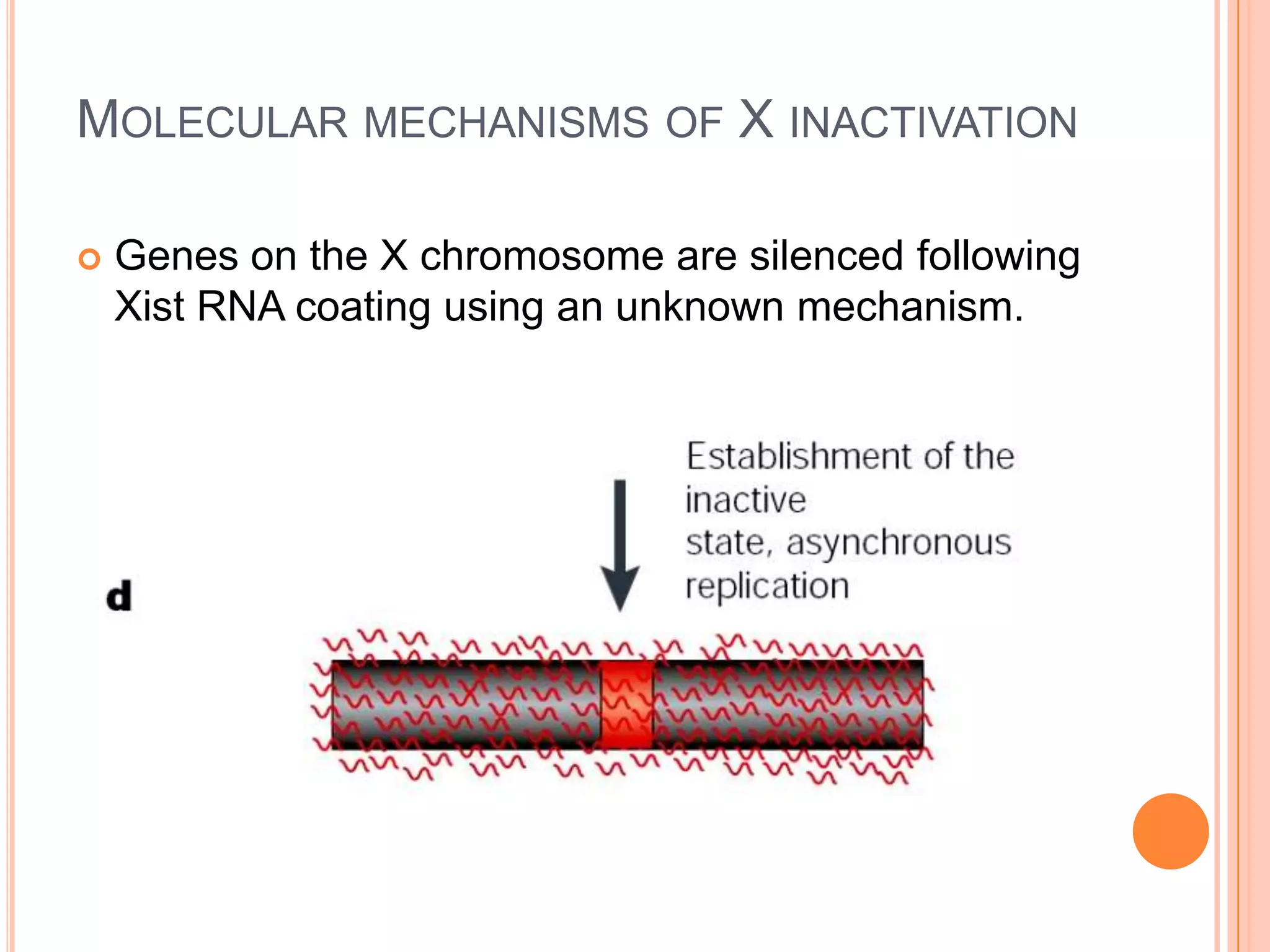 X chromosome inactivation ambaye, s. & mujahed, h. | PPTX