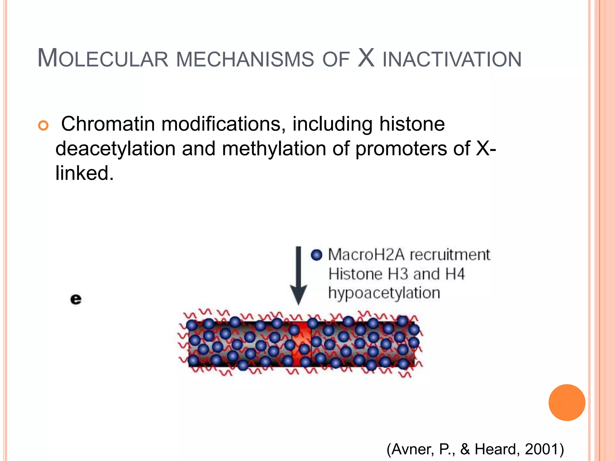 X chromosome inactivation ambaye, s. & mujahed, h. | PPTX