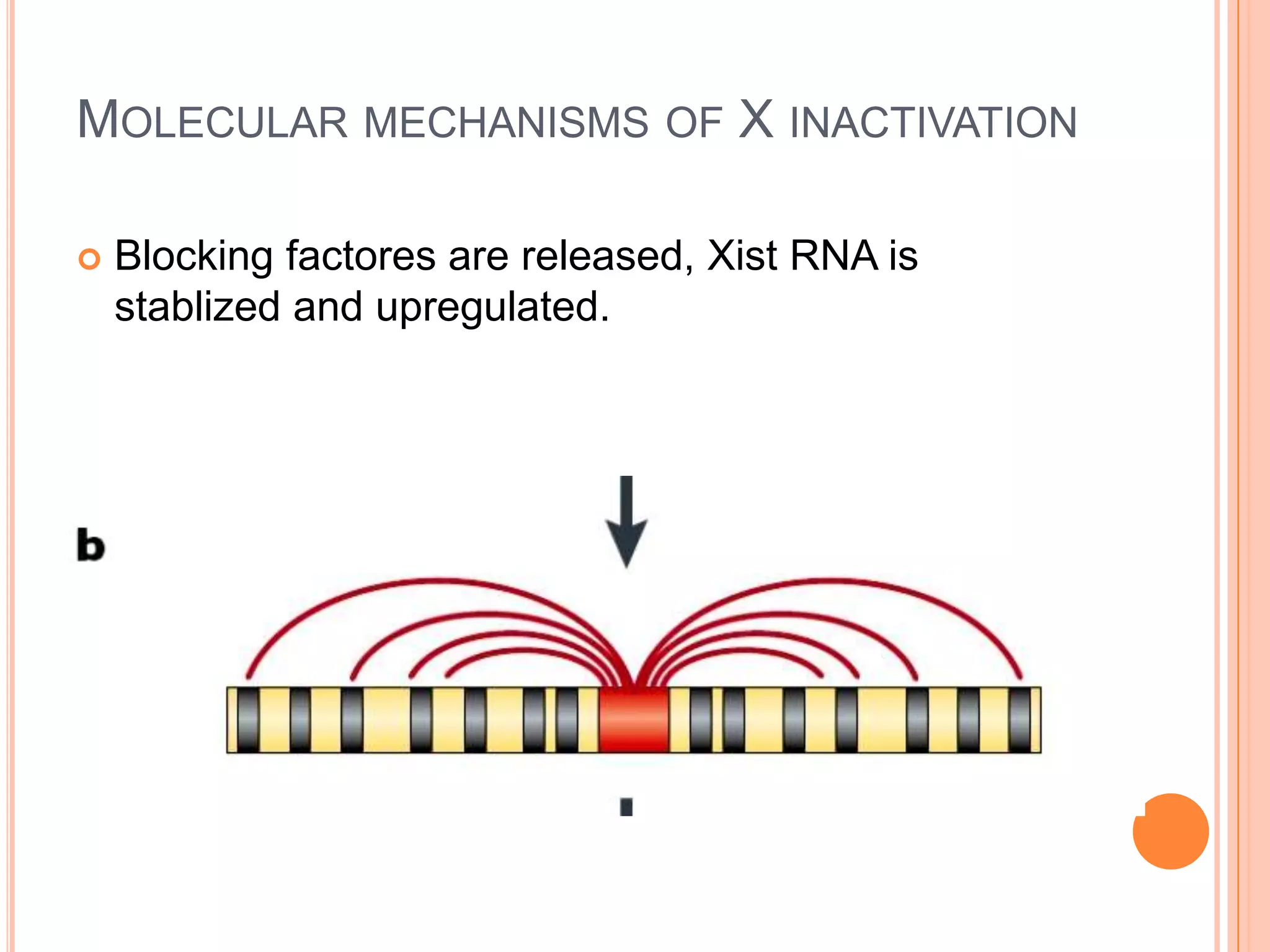 X chromosome inactivation ambaye, s. & mujahed, h. | PPTX