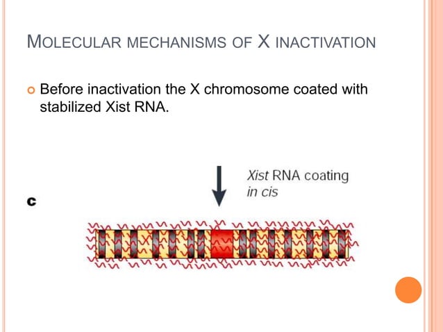 X chromosome inactivation ambaye, s. & mujahed, h. | PPTX | Infertility ...