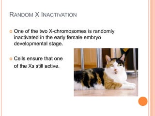 X chromosome inactivation ambaye, s. & mujahed, h. | PPT