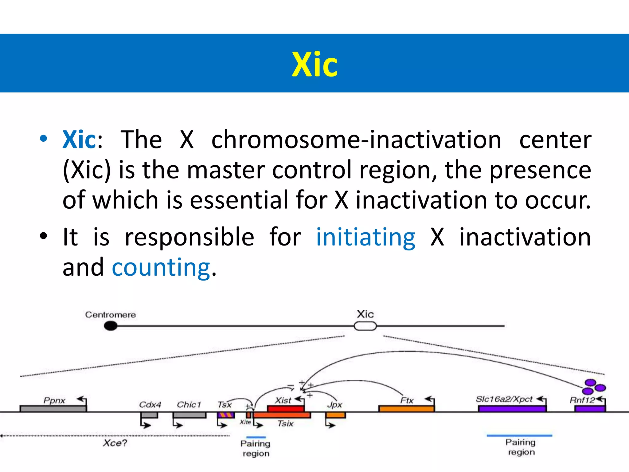 X Chromosome Inactivation Pptx
