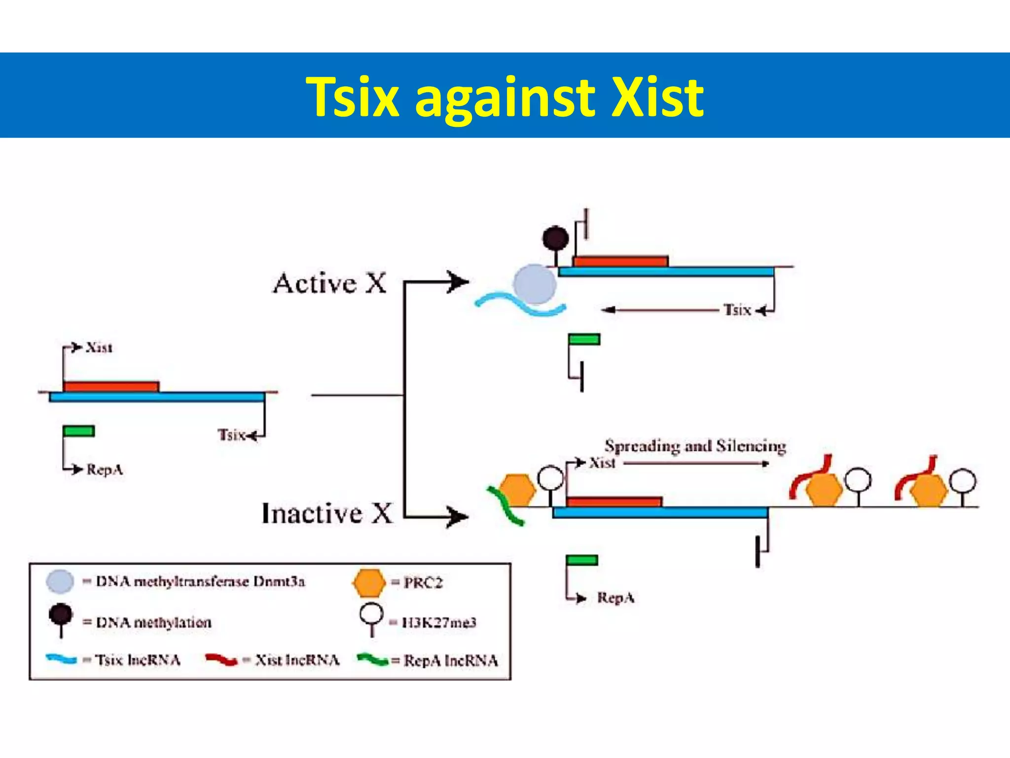 X Chromosome Inactivation Pptx