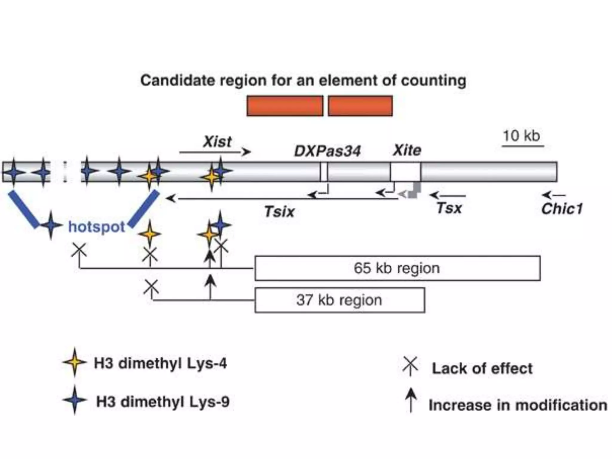 X Chromosome Inactivation Pptx