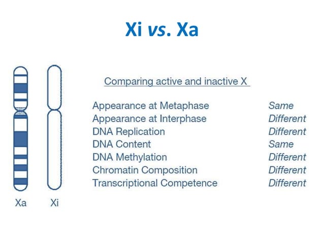 X Chromosome Inactivation Pptx