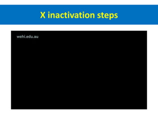 X chromosome Inactivation | PPTX
