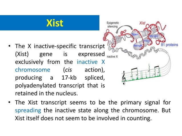 X chromosome Inactivation | PPTX