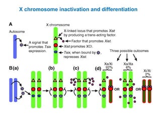 X chromosome Inactivation | PPTX