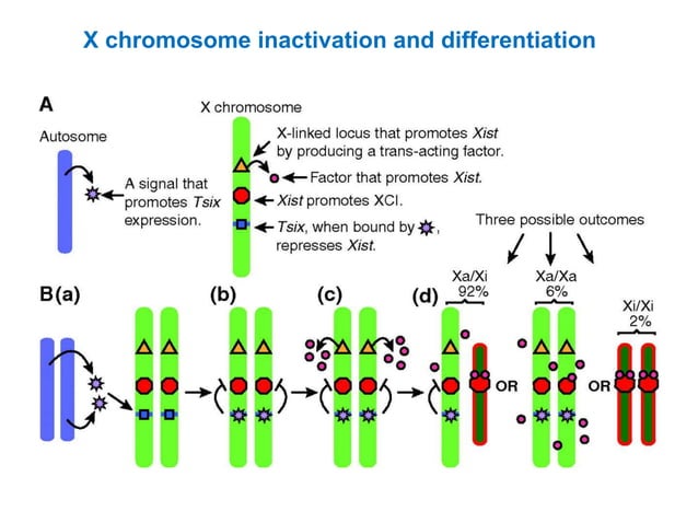 X Chromosome Inactivation Ppt
