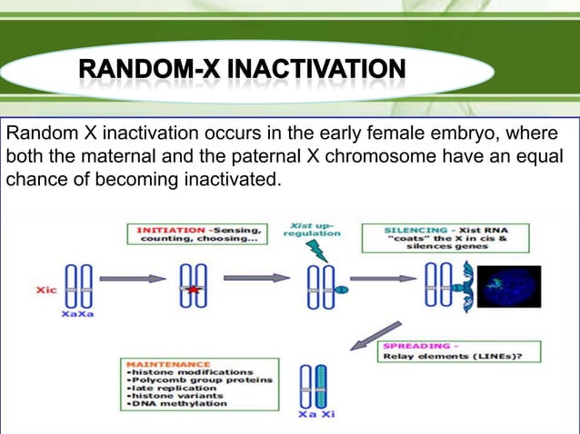 X inactivation in mammals | PPTX | Genetics | Science