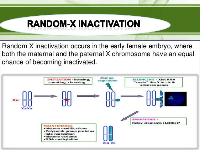X inactivation in mammals