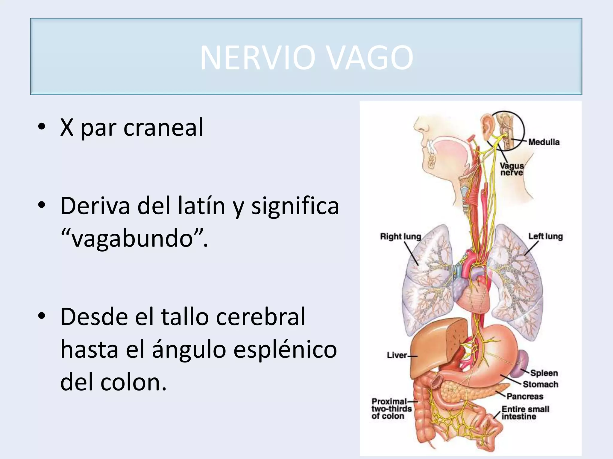 X PAR CRANEAL. Nervio vago | PPTX