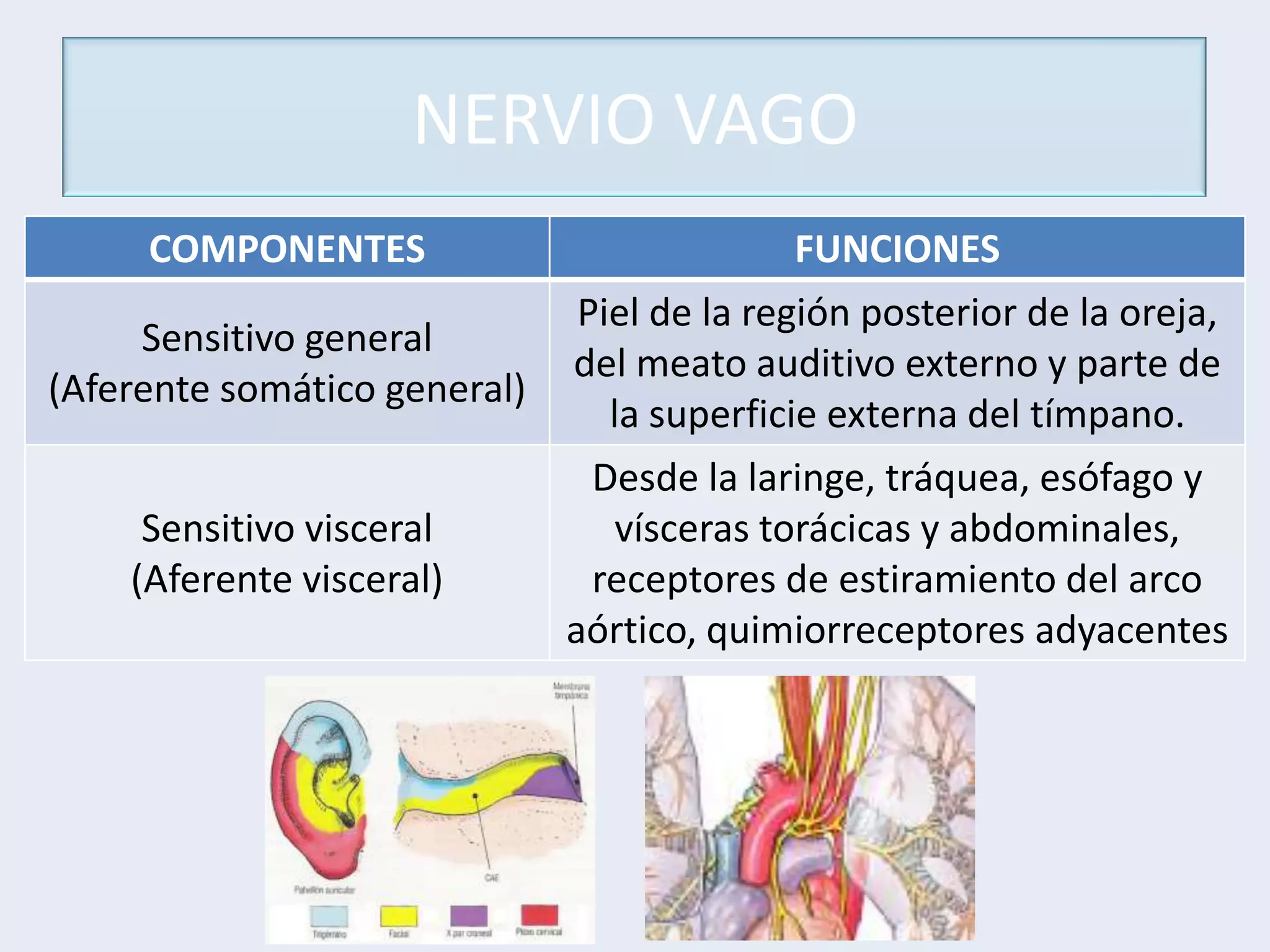 X PAR CRANEAL. Nervio vago | PPTX