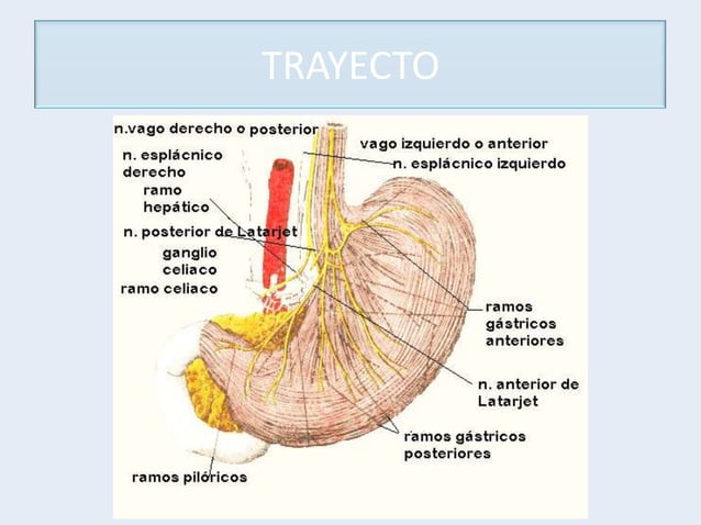 X PAR CRANEAL. Nervio vago | PPTX