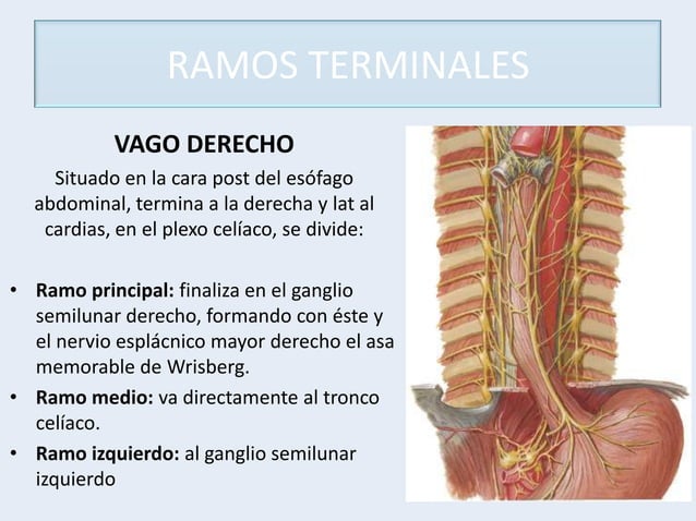 X PAR CRANEAL. Nervio vago | PPTX