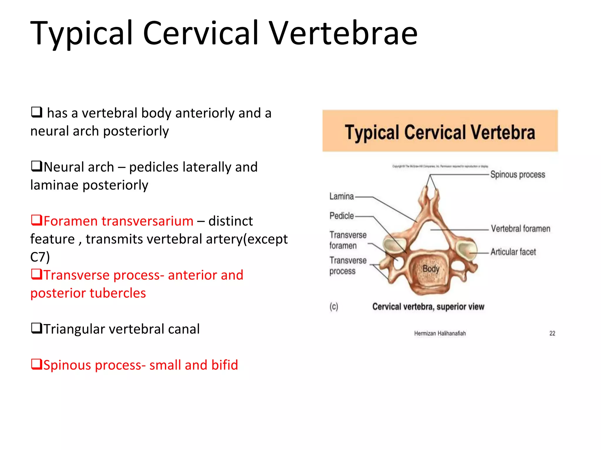 X ray c-spine | PPTX