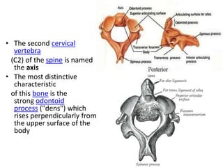 X ray c-spine | PPTX