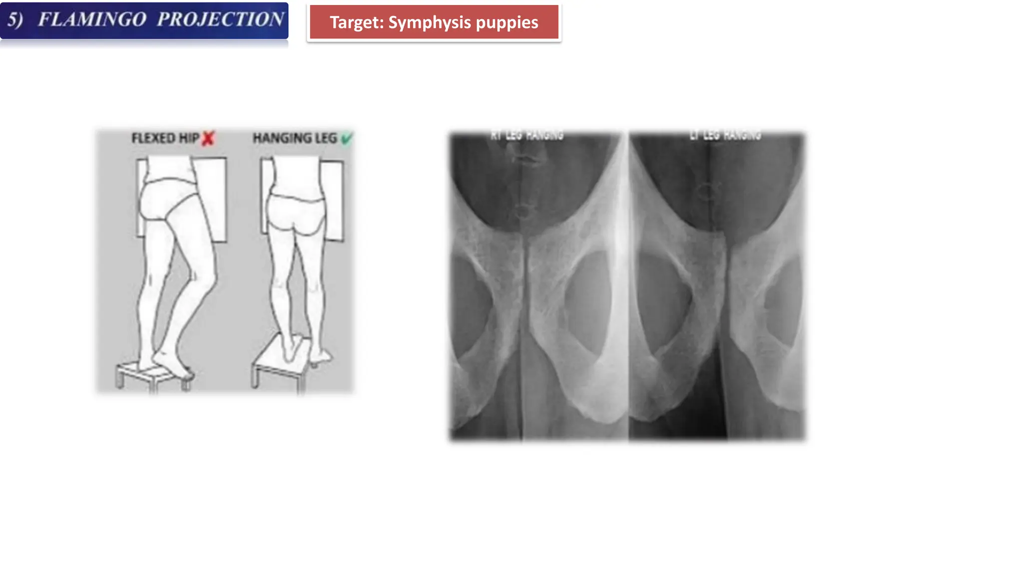 X-ray Joints imaging positions by dr. Eman Hamed | PDF