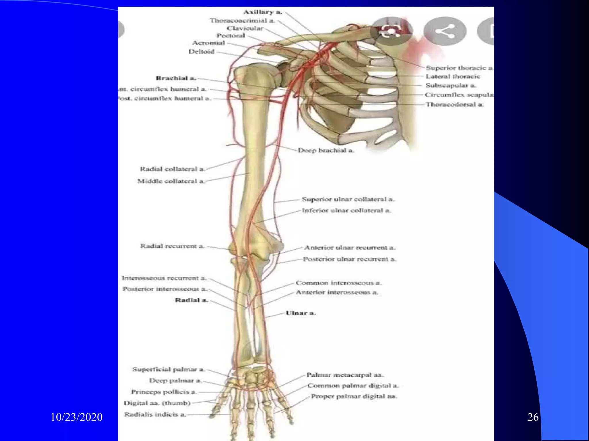 X ray of the upper limbs radiology raining resource nchanji nkeh keneth ...