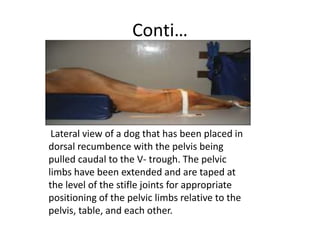 X rays of pelvic limb | PPT