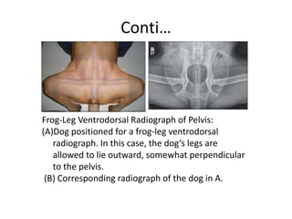 X rays of pelvic limb | PPT
