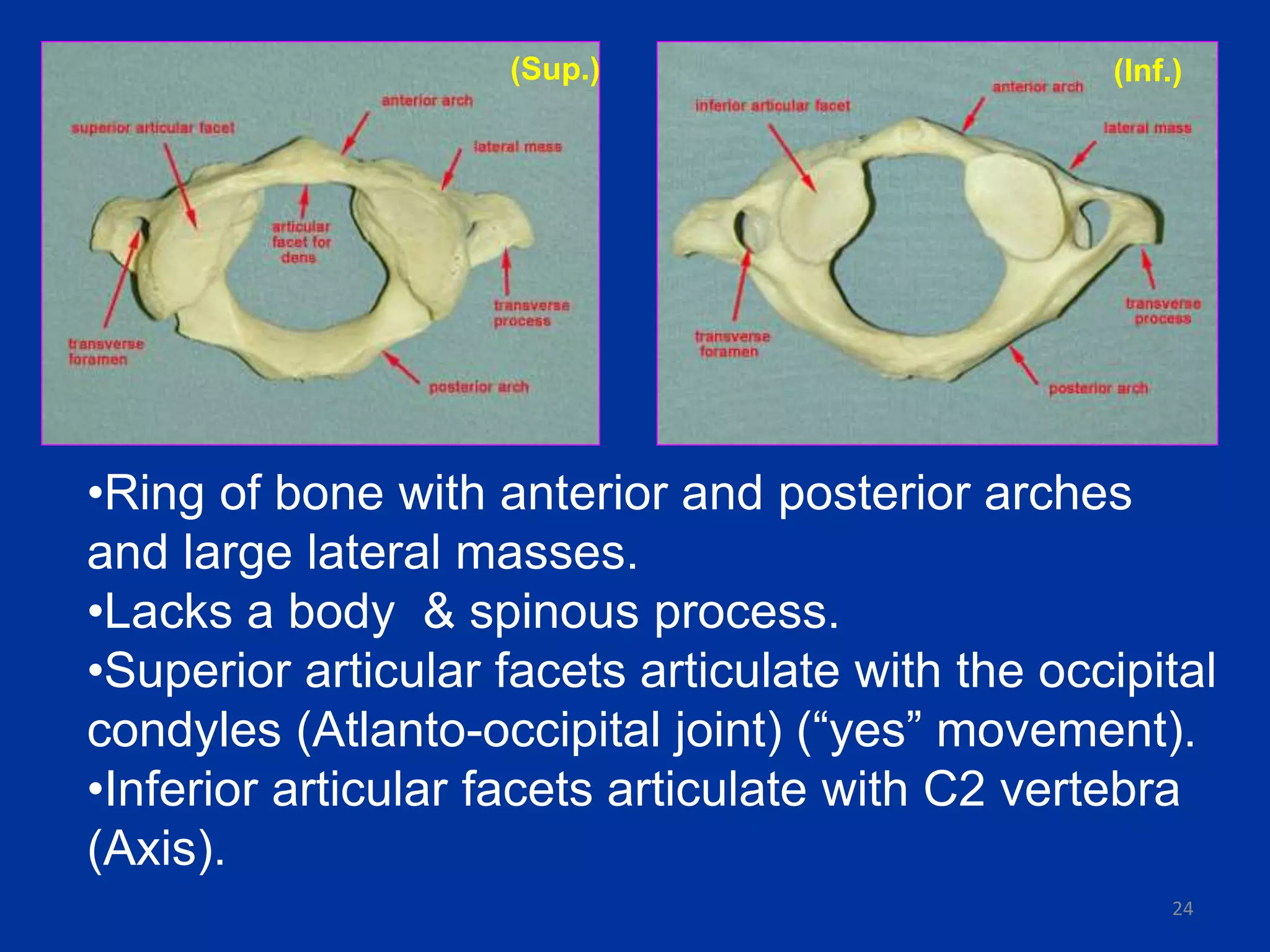 X-ray spine | PPTX
