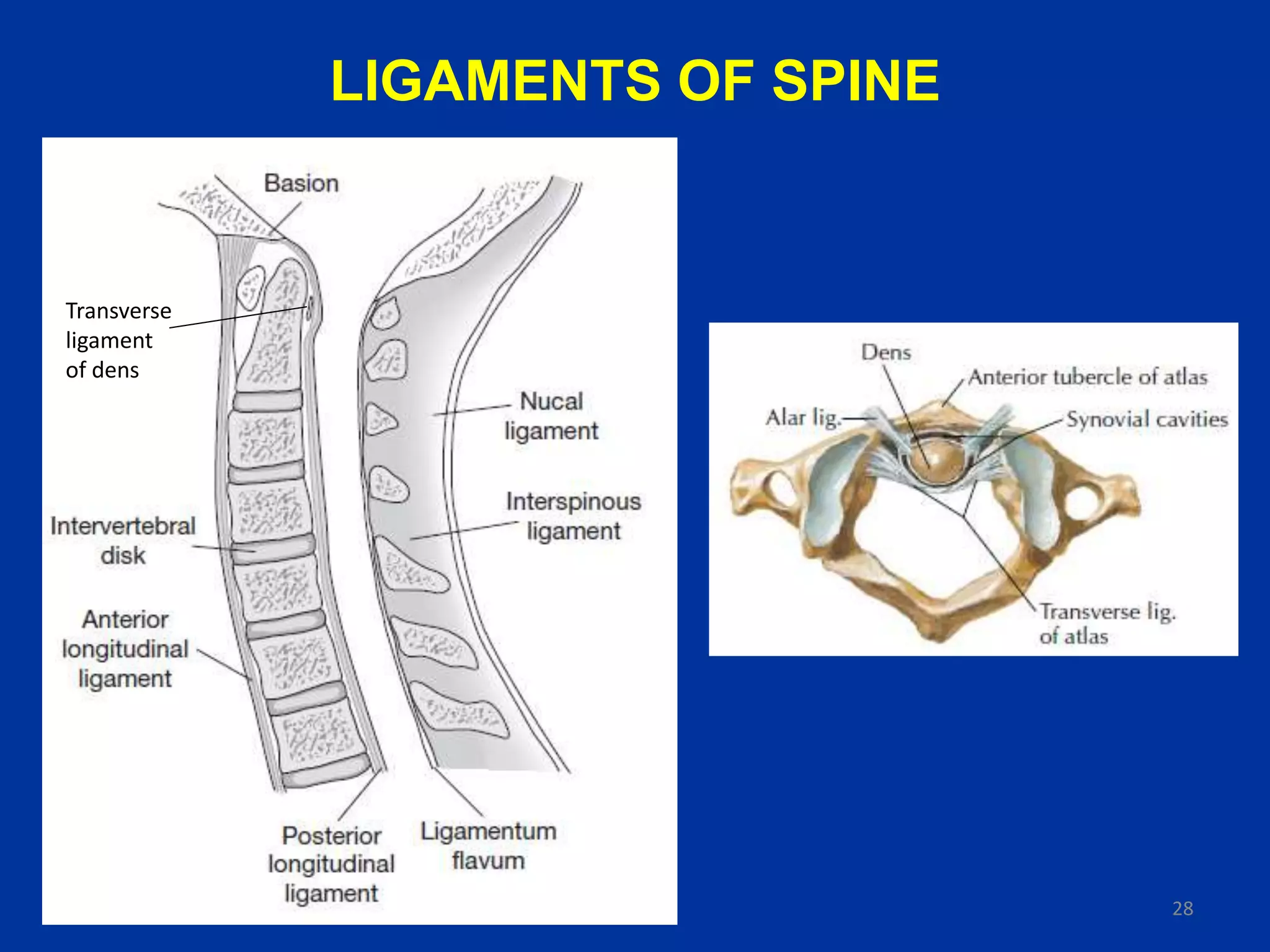 X-ray spine | PPT