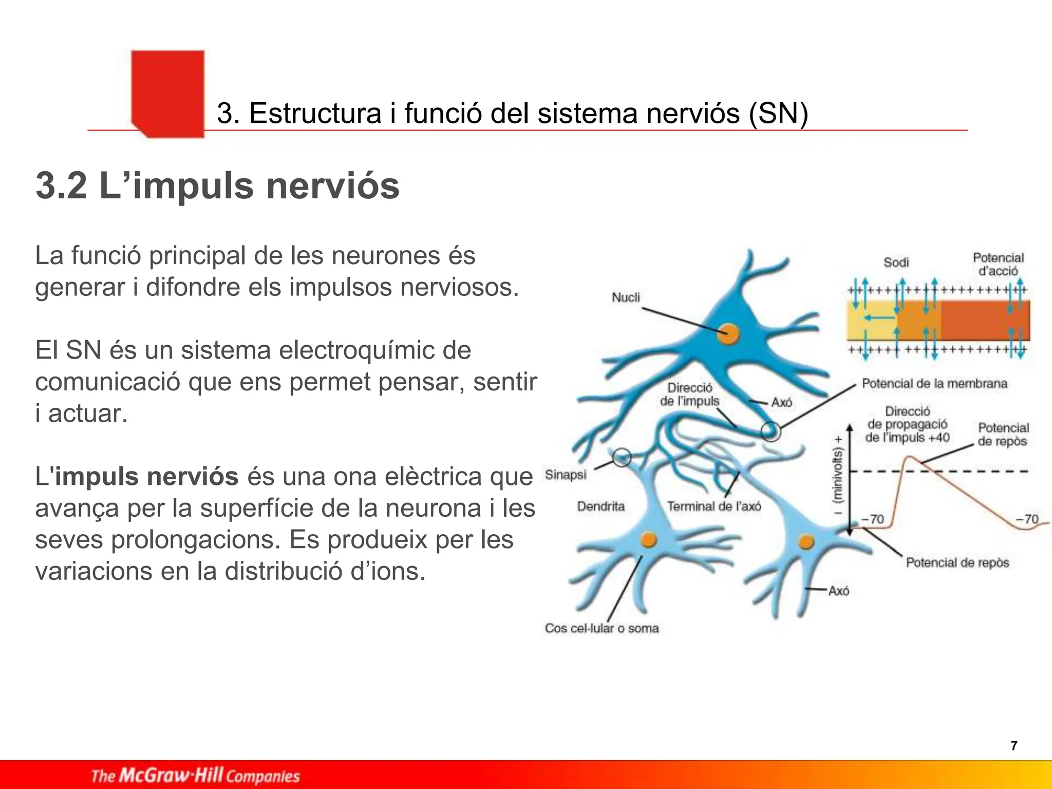 Fonaments_biologics_de_la_conducta_-_McGrawHill.ppt