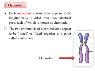 Chromosome_Strcture_and_fuction.pptx