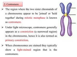 Chromosome_Strcture_and_fuction.pptx