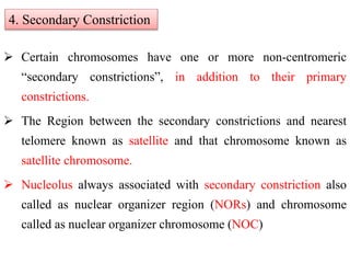 Chromosome_Strcture_and_fuction.pptx