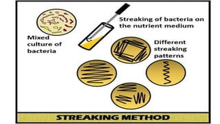 Isolation and preservation methods, measurement of bacterial growth ...