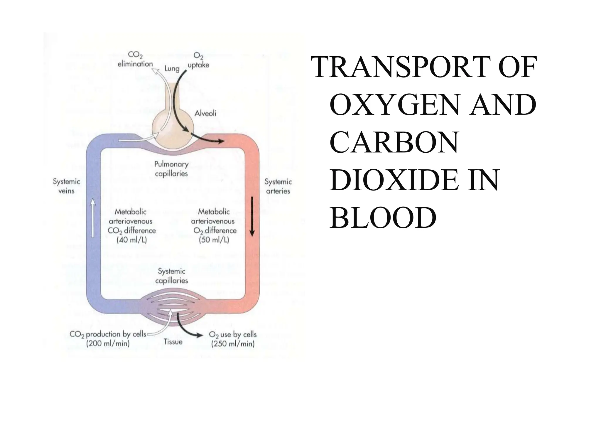O2_AND_CO2 transport.Oxygen cascade in body | PPT