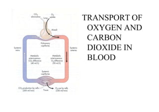 O2_AND_CO2 transport.Oxygen cascade in body | PPT