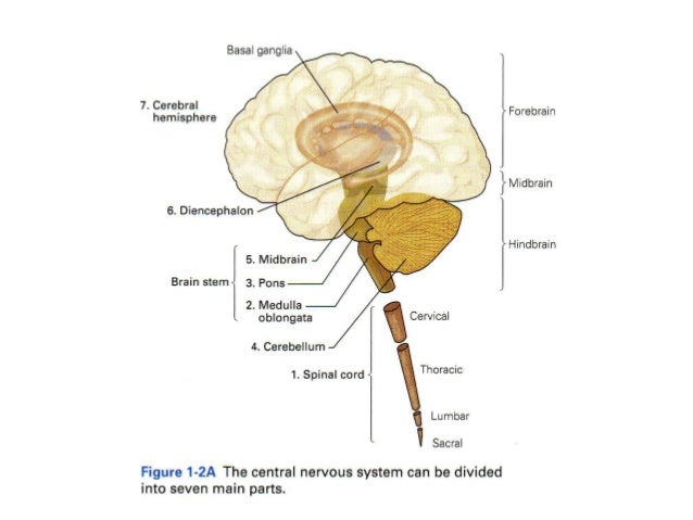 Neuroanatomie 1